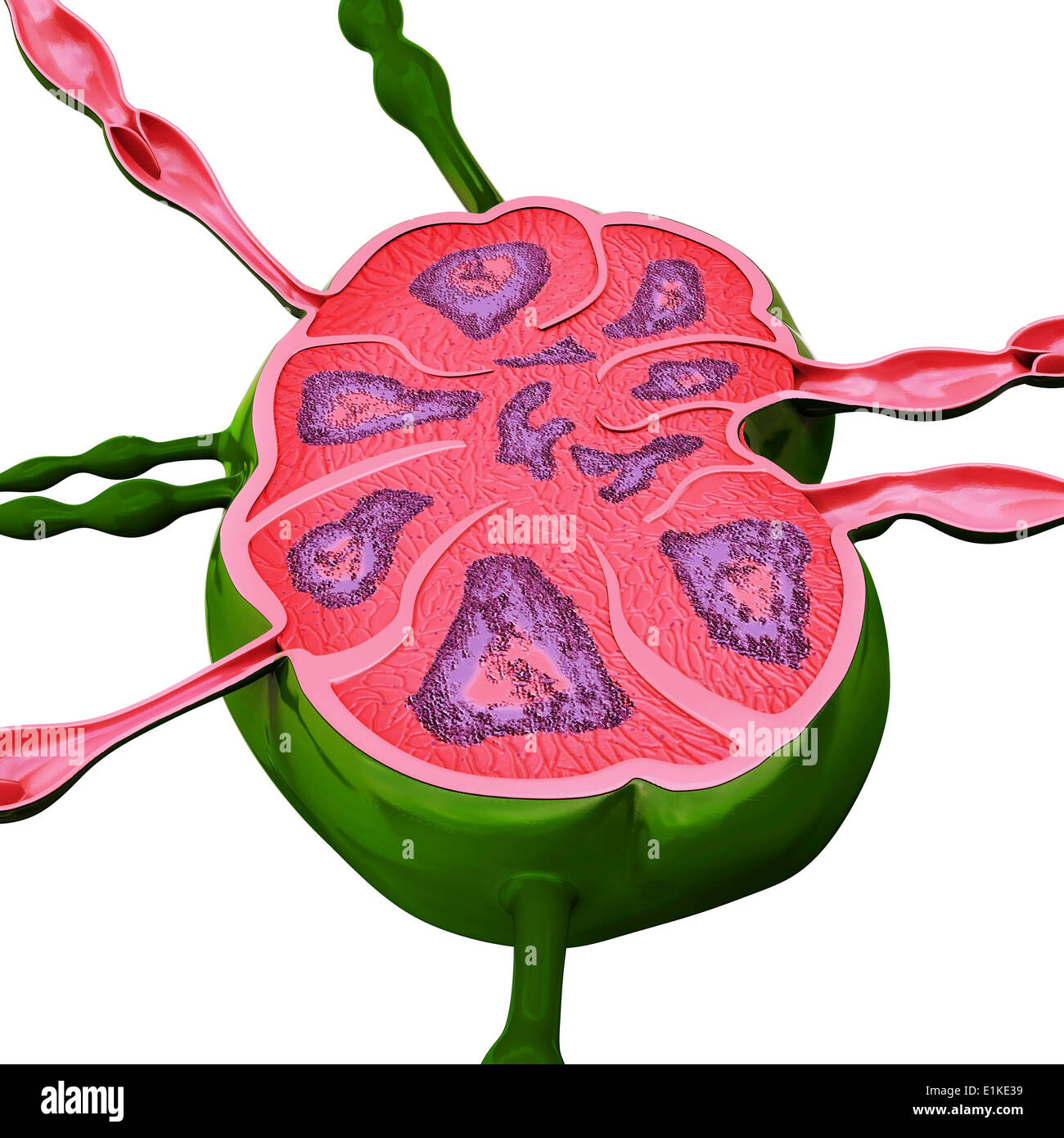 Lymph Node Blank Diagram