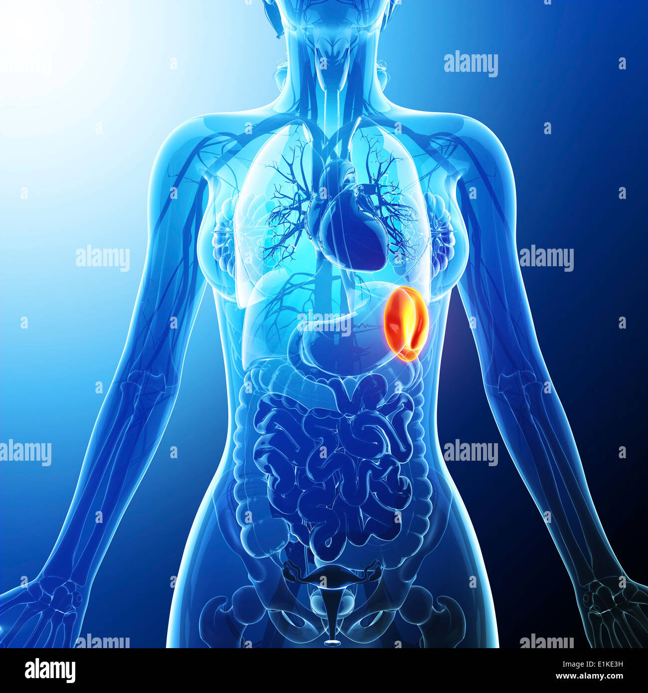 Human spleen computer artwork Stock Photo - Alamy