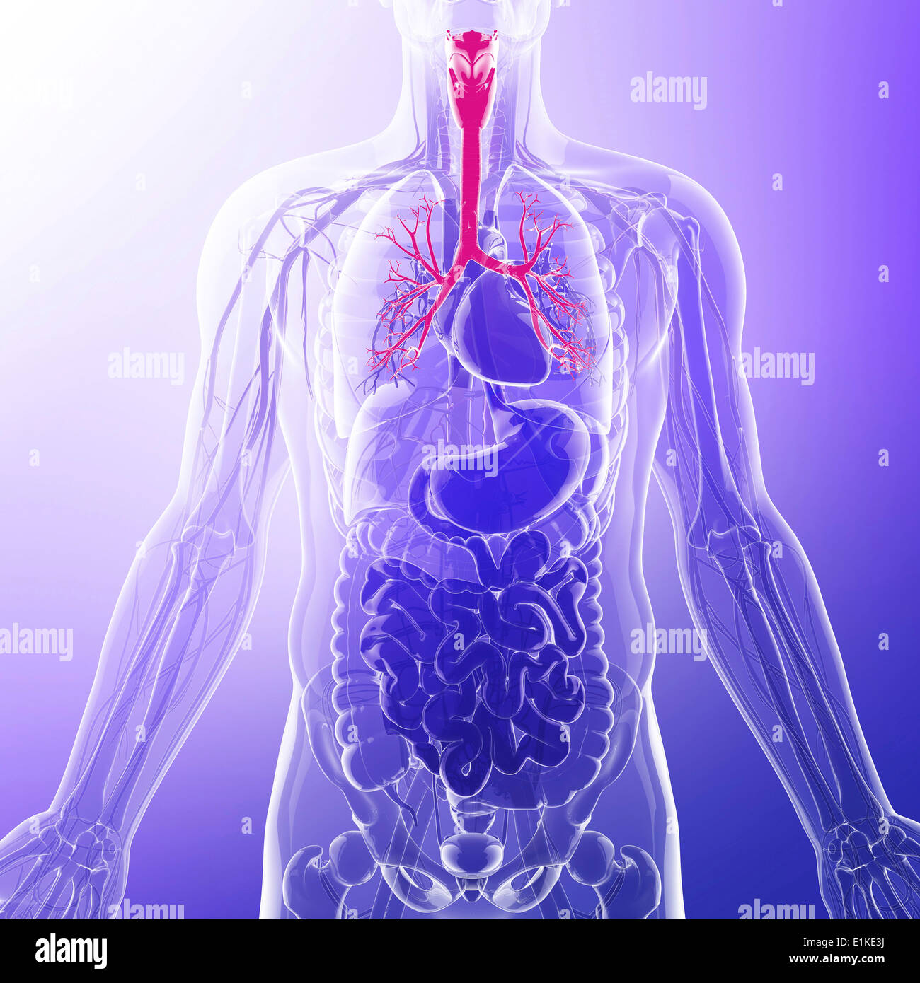 Human throat computer artwork Stock Photo - Alamy