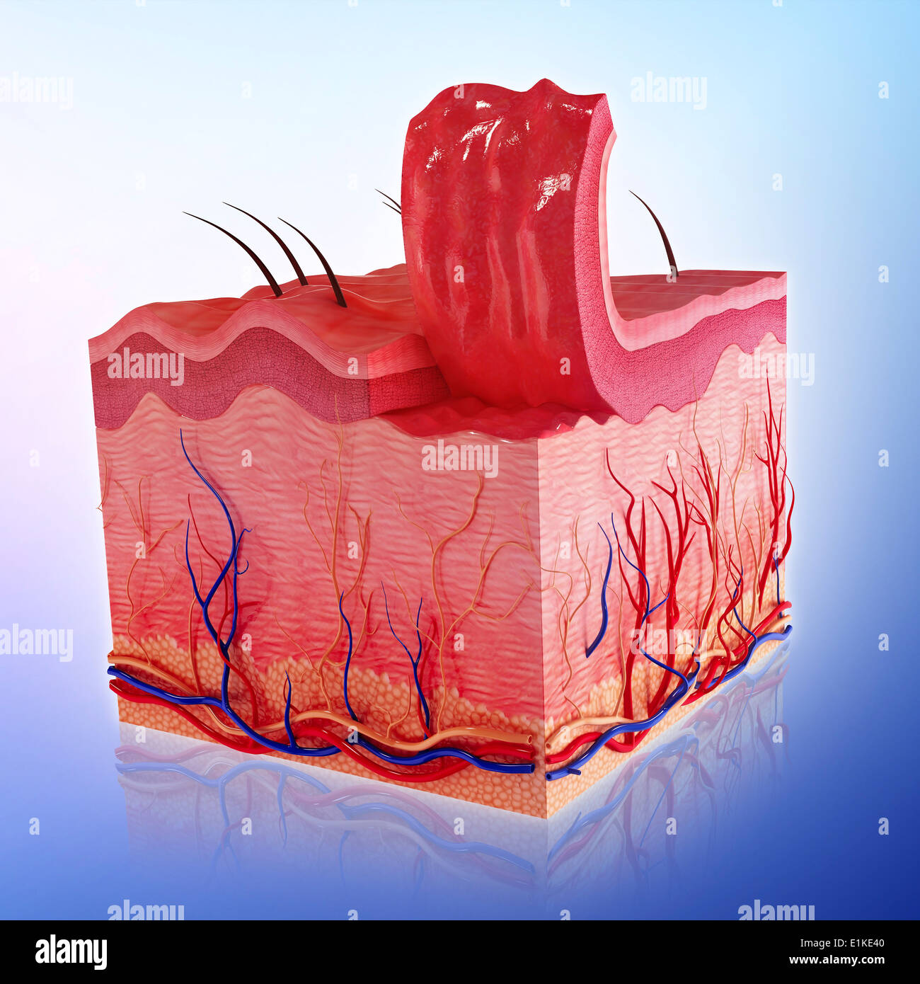 Human skin computer artwork Stock Photo - Alamy