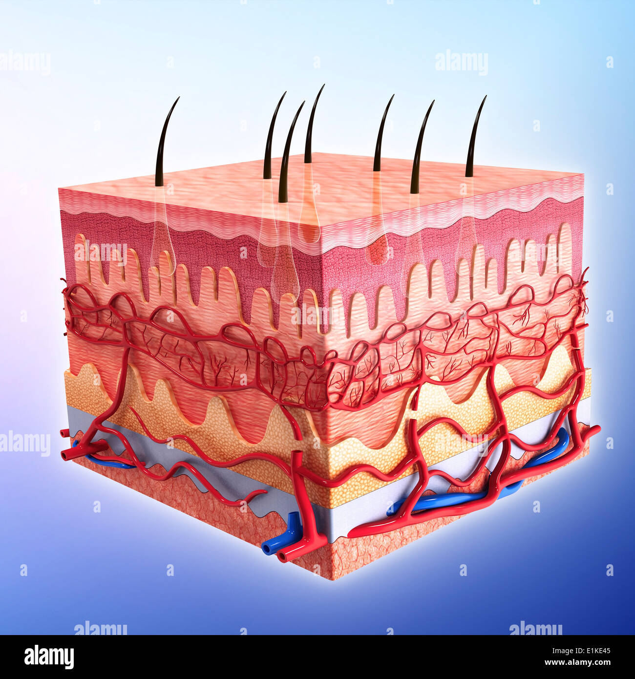 Human skin computer artwork Stock Photo - Alamy