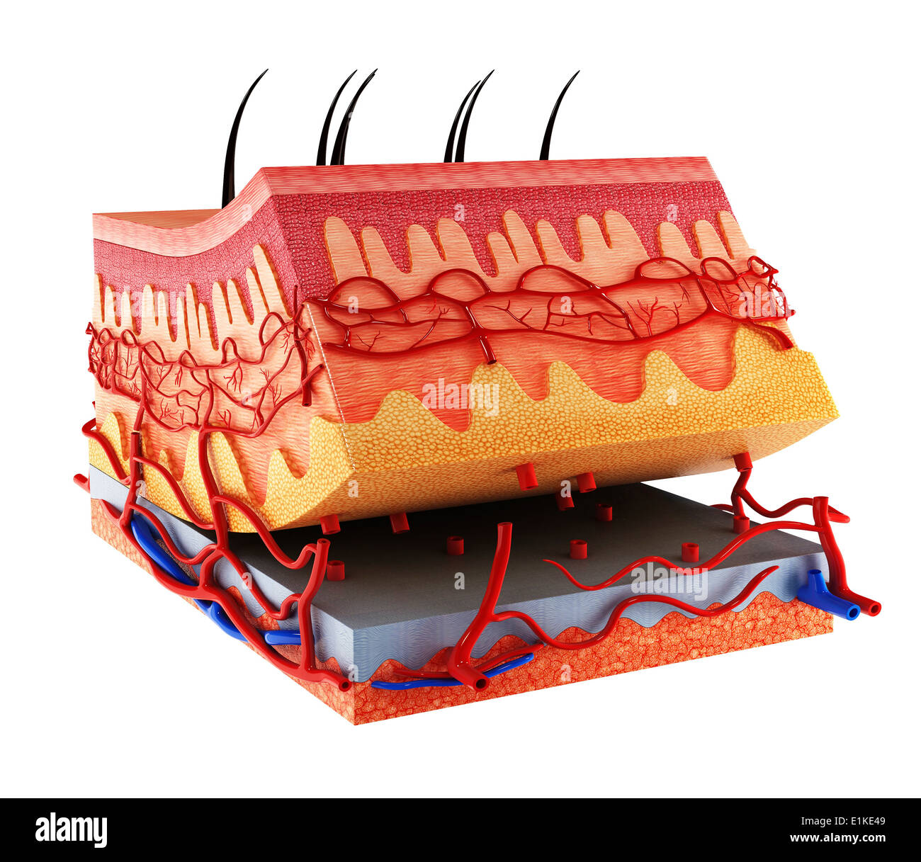 Human skin computer artwork Stock Photo - Alamy