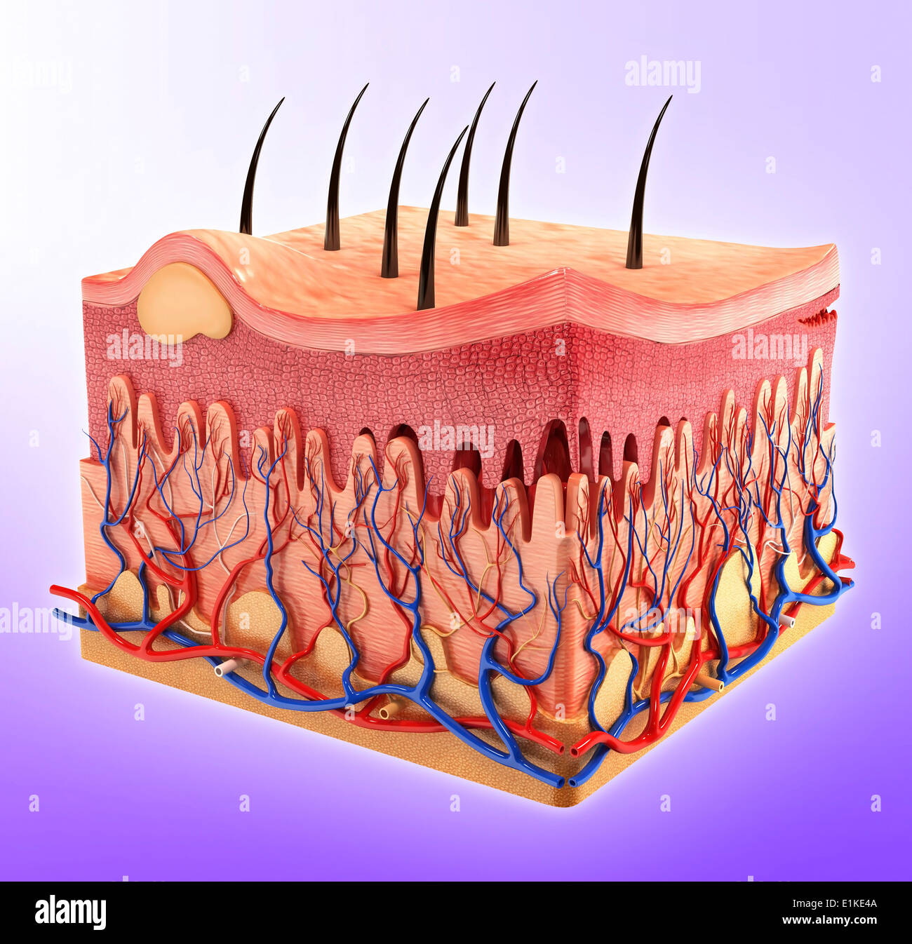 Human integumentary system hi-res stock photography and images - Alamy