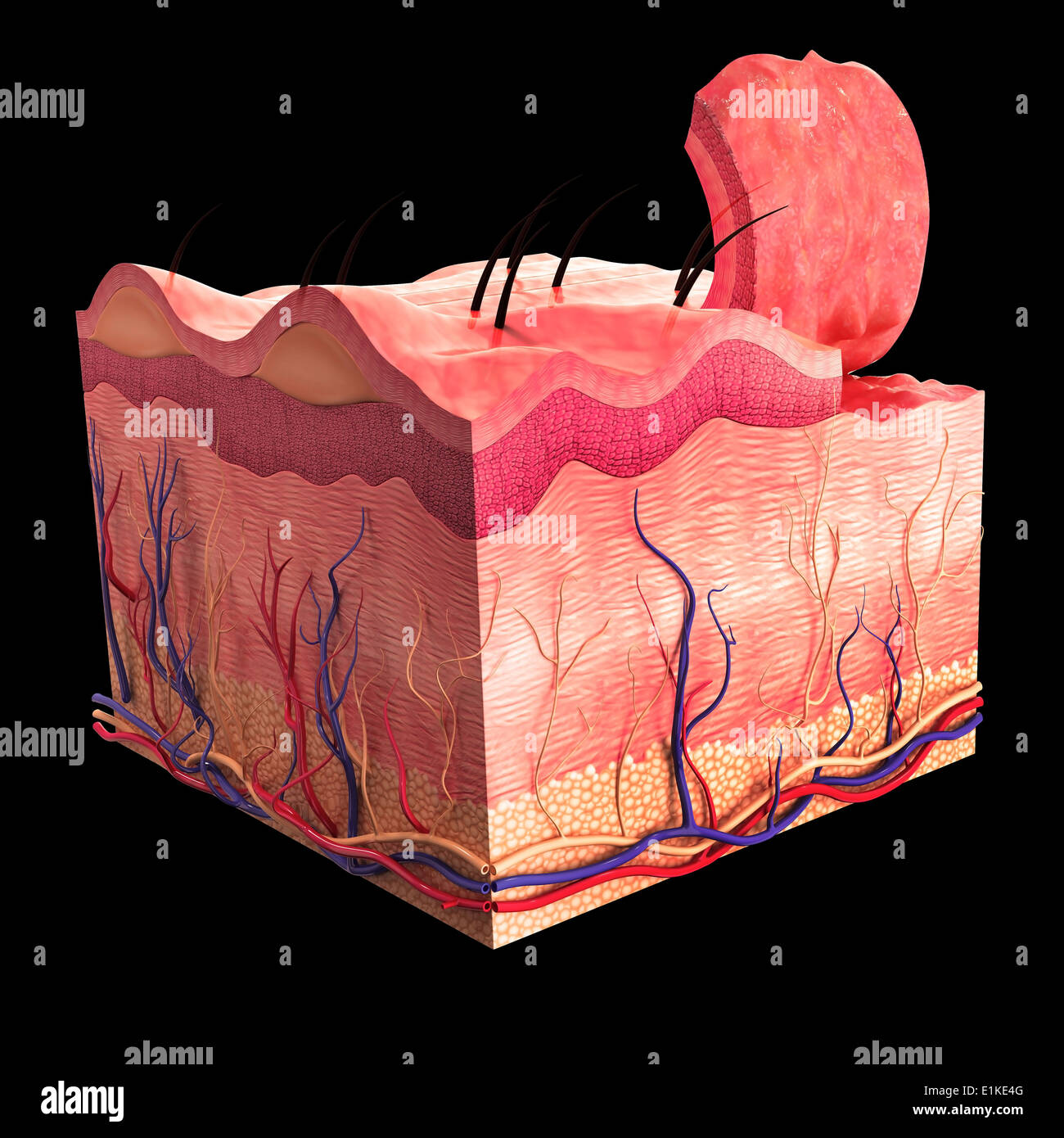 Human skin computer artwork Stock Photo - Alamy