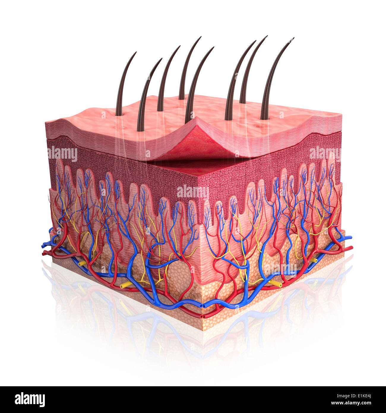Human skin computer artwork Stock Photo - Alamy