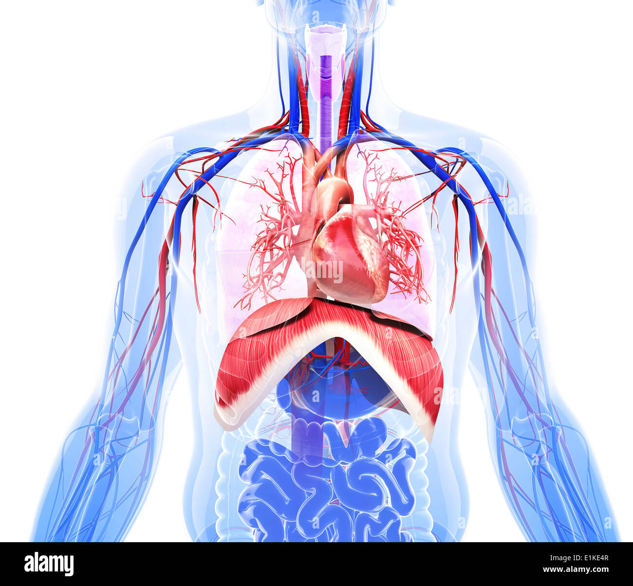 Respiratory tract anatomy hi-res stock photography and images - Alamy