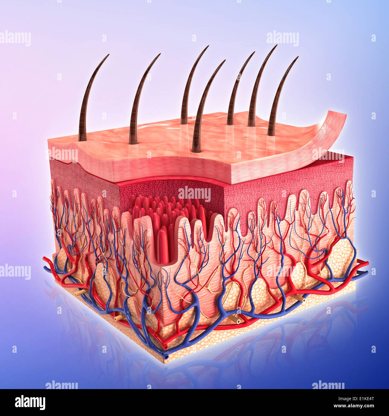 Integumentary System Clipart
