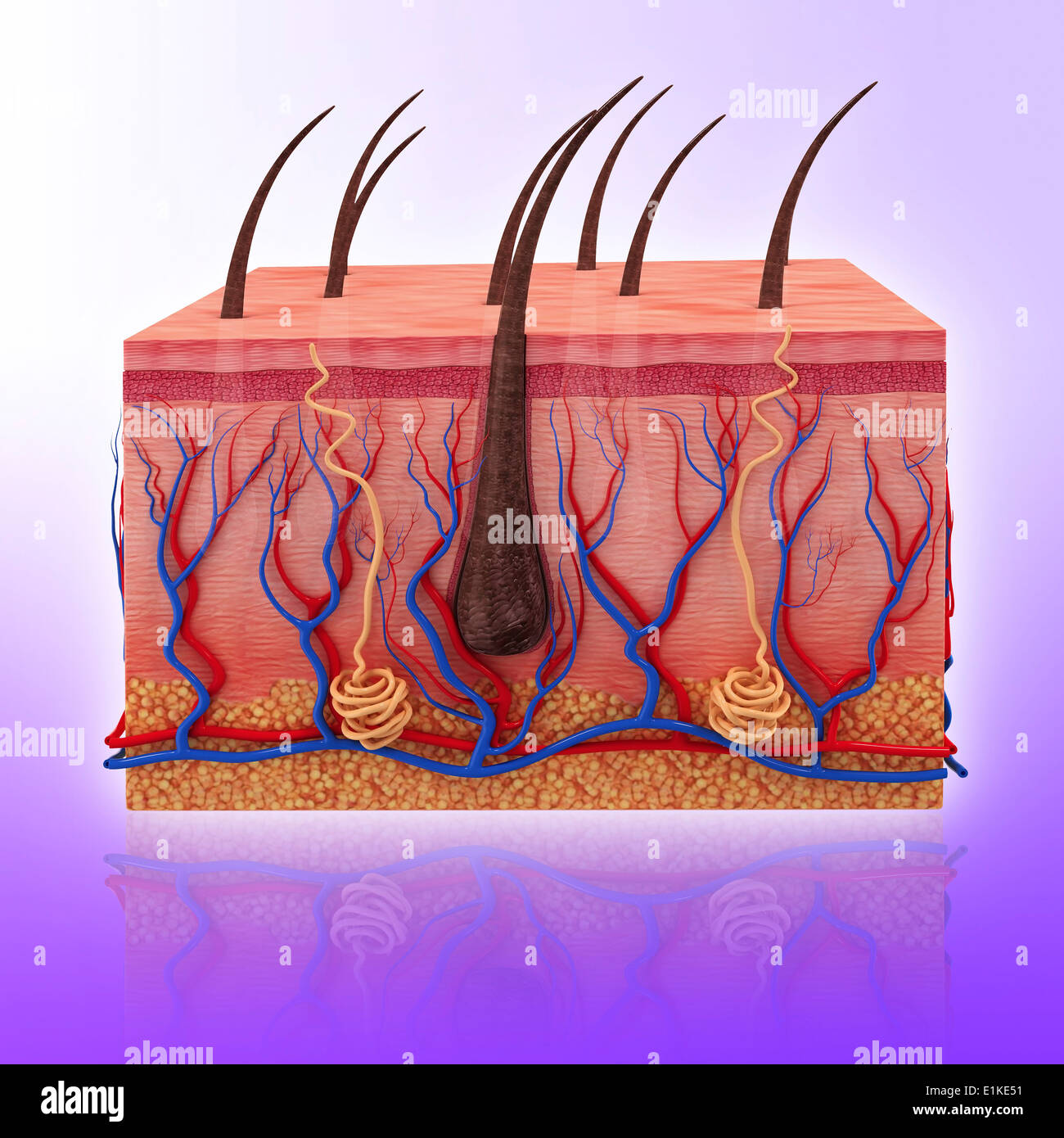 Human skin computer artwork Stock Photo - Alamy