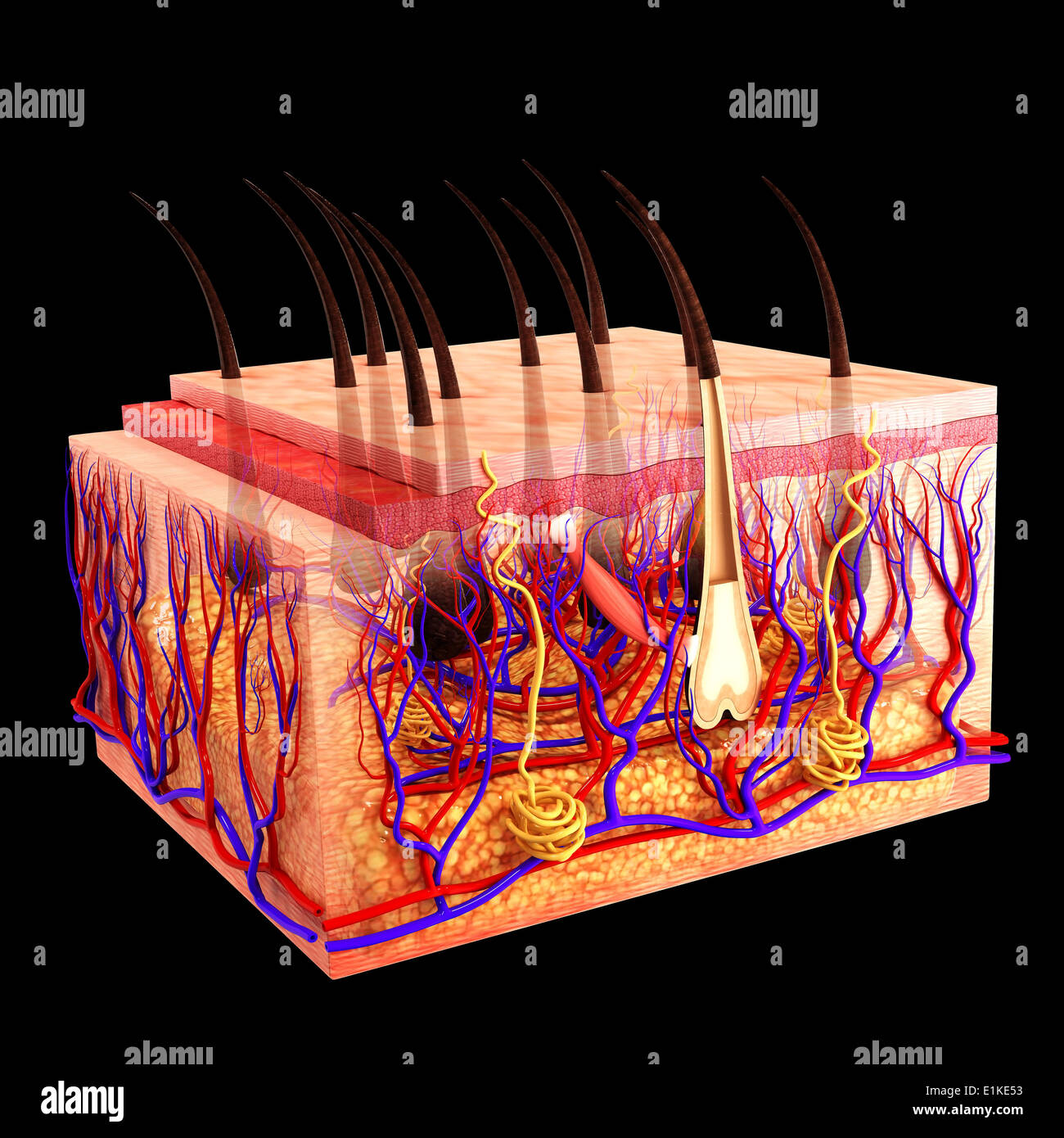 Human skin computer artwork Stock Photo - Alamy
