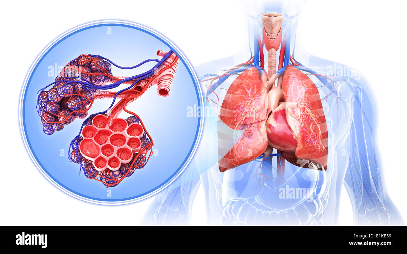 Human respiratory system computer artwork Stock Photo - Alamy
