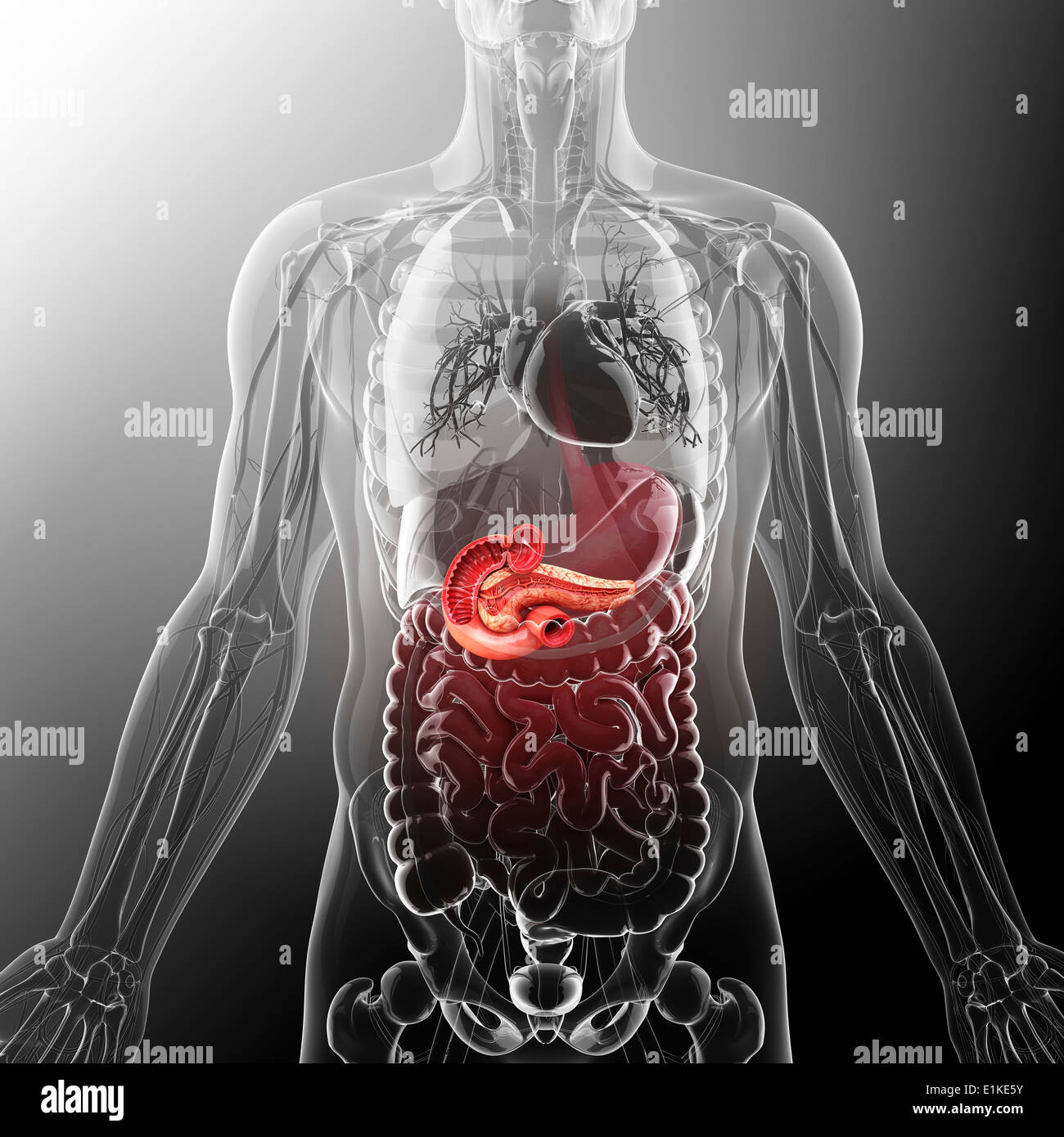Tail of pancreas hi-res stock photography and images - Alamy