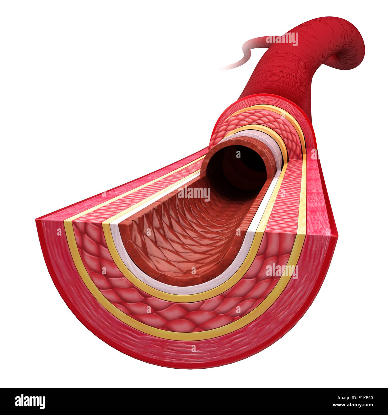 Human artery cut-away computer artwork Stock Photo - Alamy