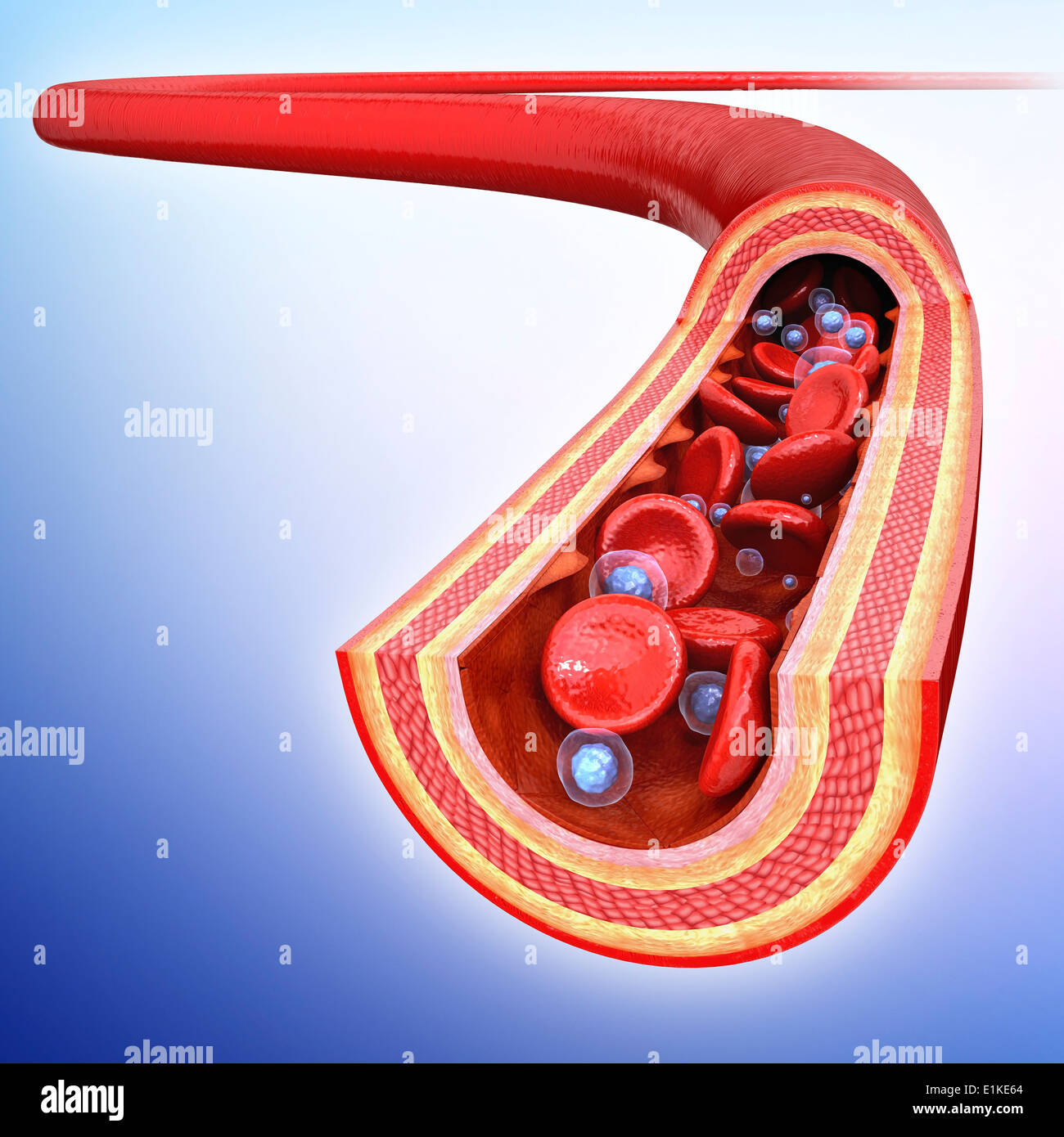 Human artery cut away hi-res stock photography and images - Alamy