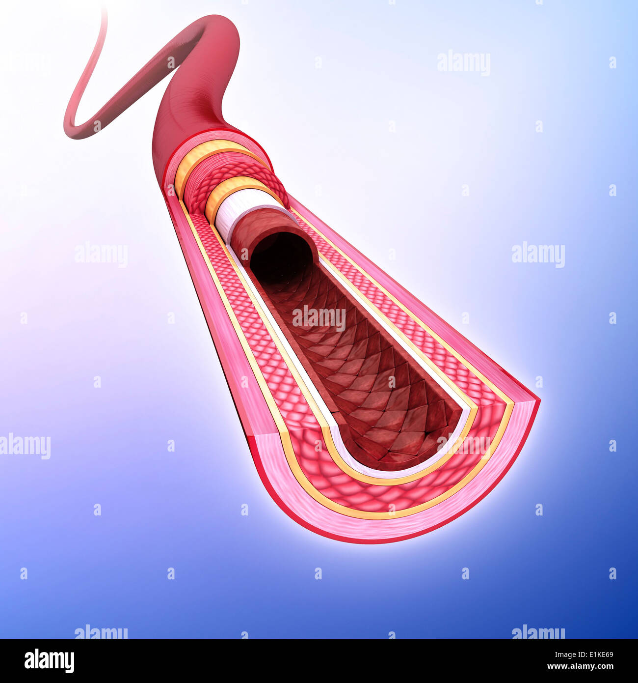 Normal human artery cross section hi-res stock photography and images ...