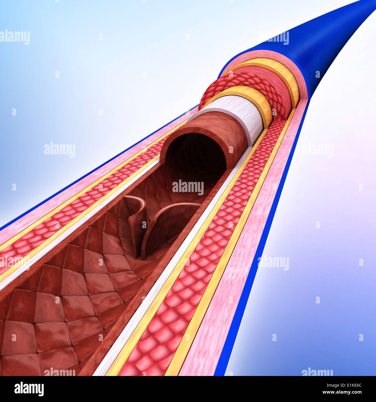 Human vein hi-res stock photography and images - Alamy