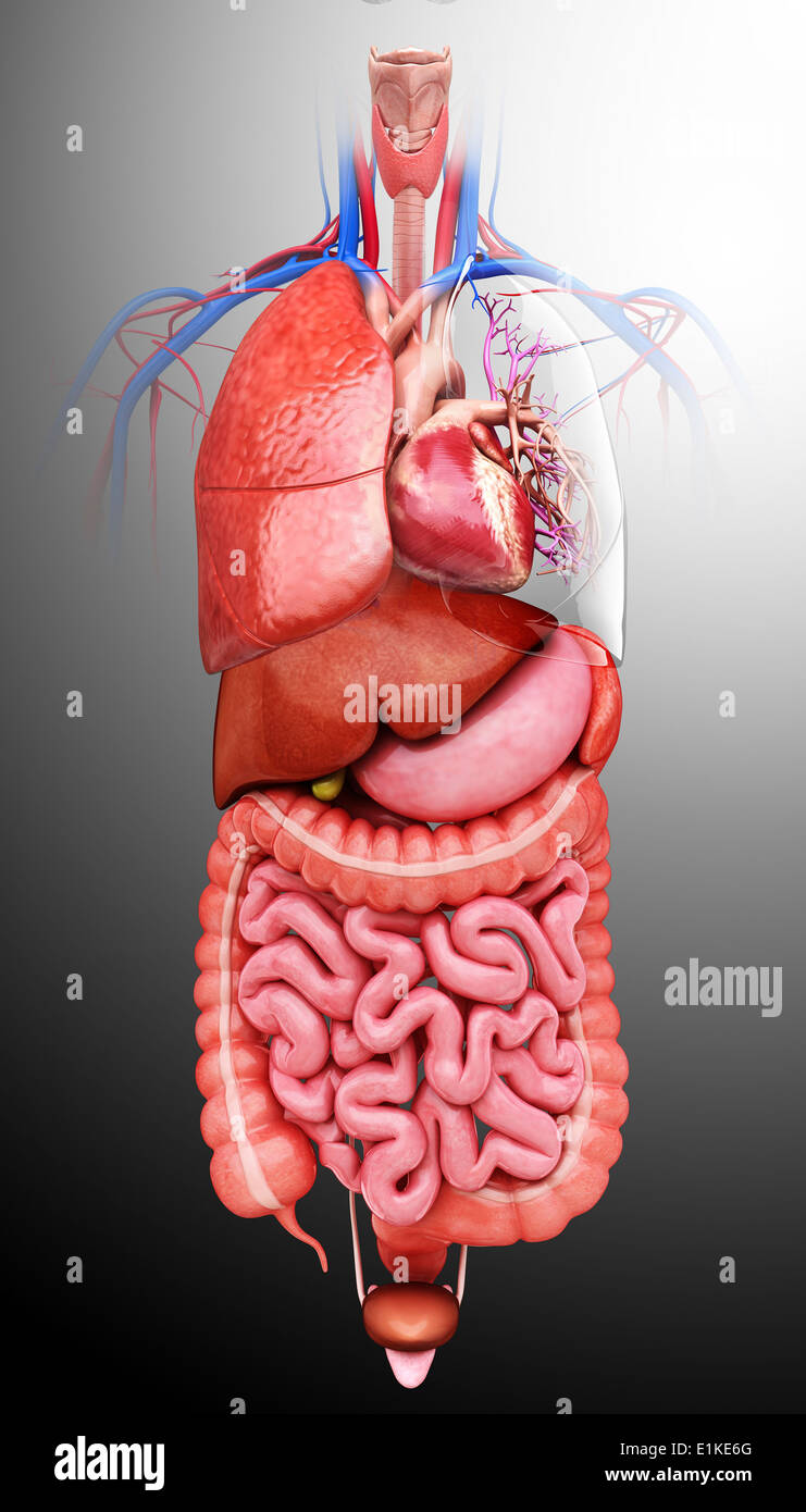 Human internal organs computer artwork Stock Photo - Alamy