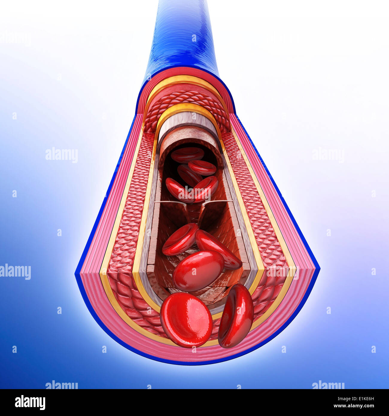 Human vein cut away hi-res stock photography and images - Alamy