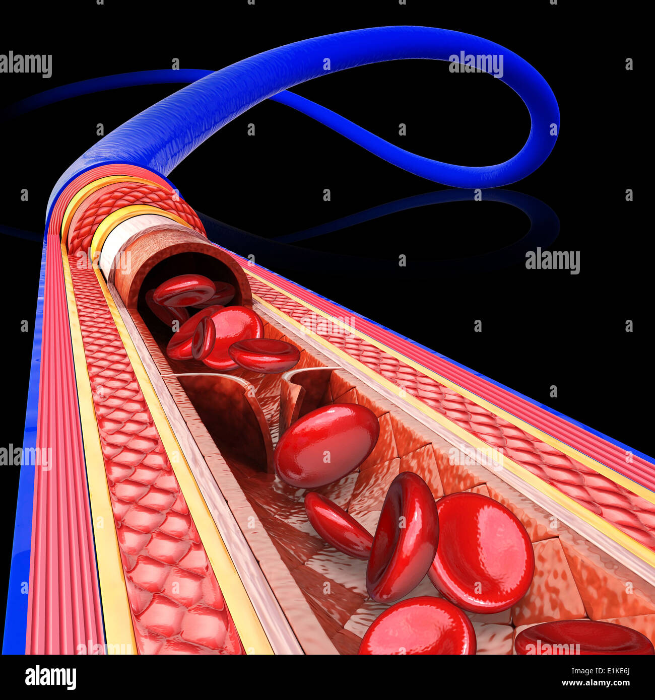 Human vein cut-away computer artwork Stock Photo - Alamy