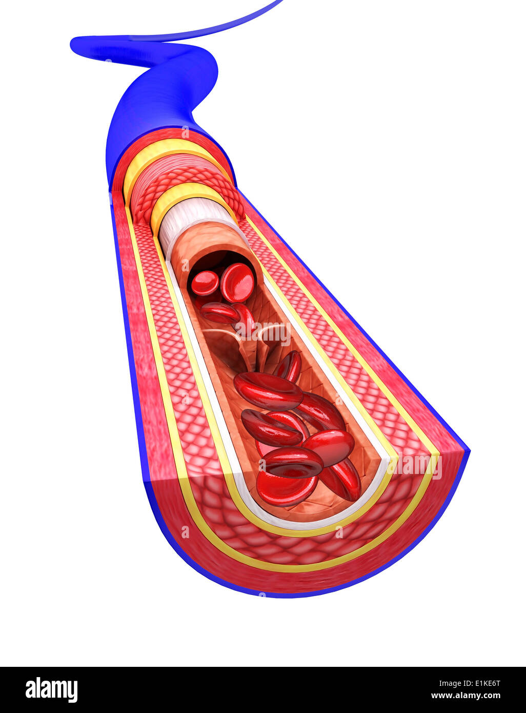 Human vein cut-away computer artwork Stock Photo - Alamy