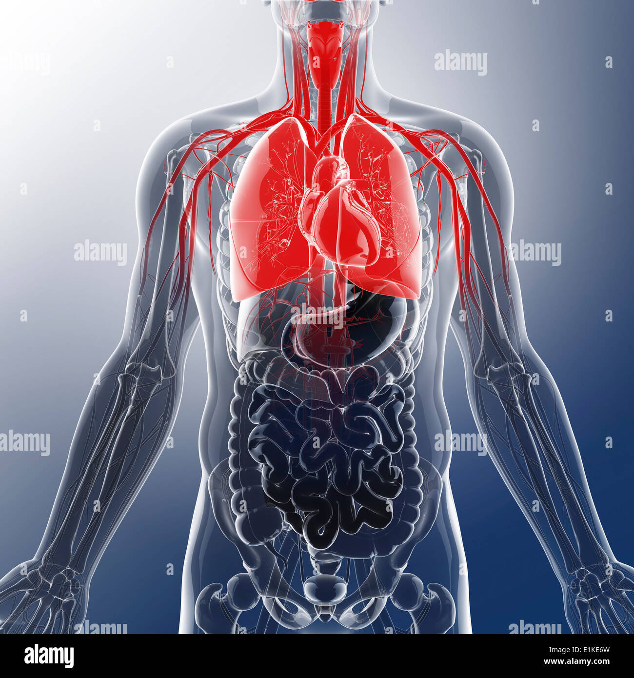 Human body front view computer hi-res stock photography and images - Alamy