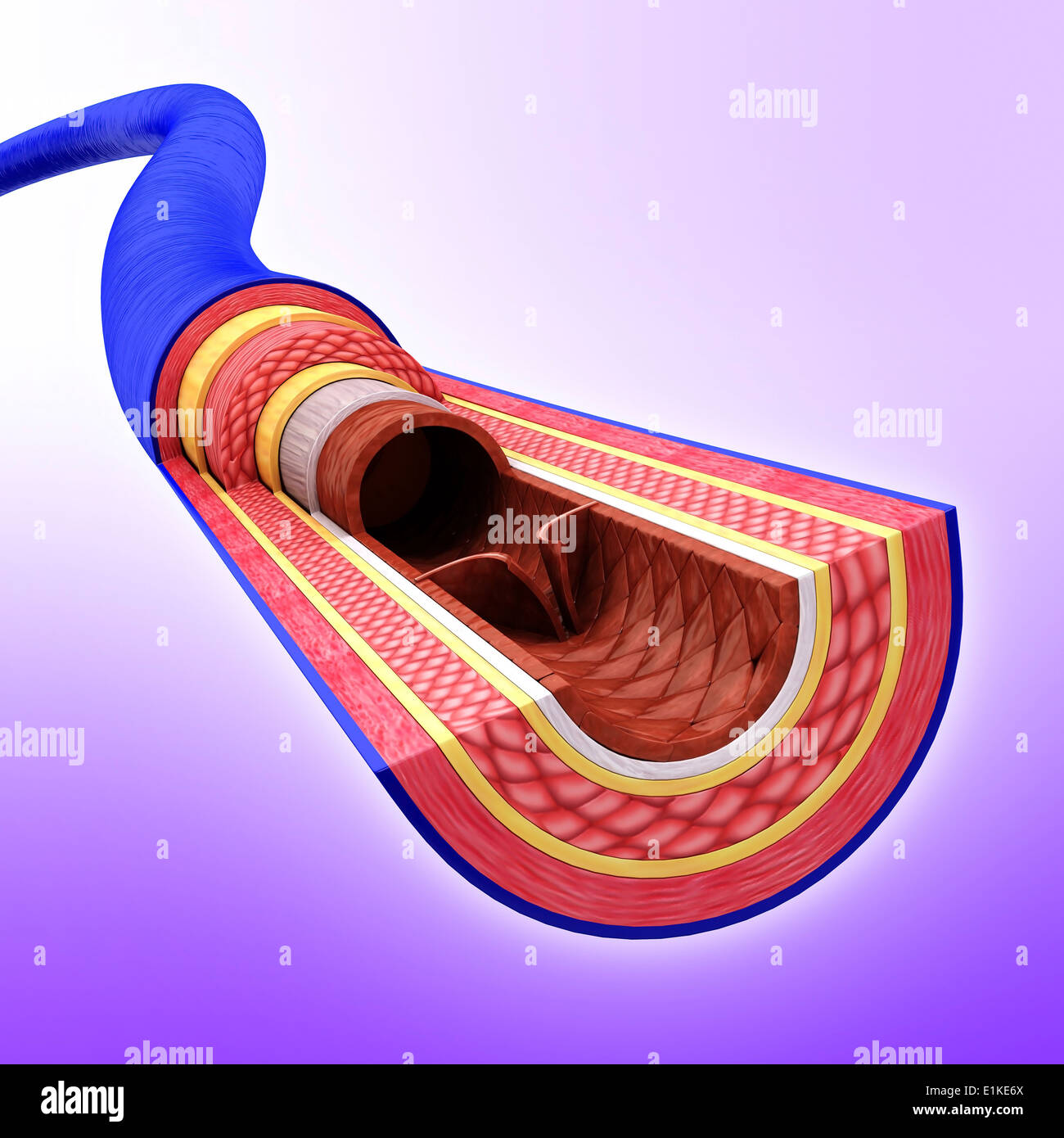 Human vein cut away hi-res stock photography and images - Alamy