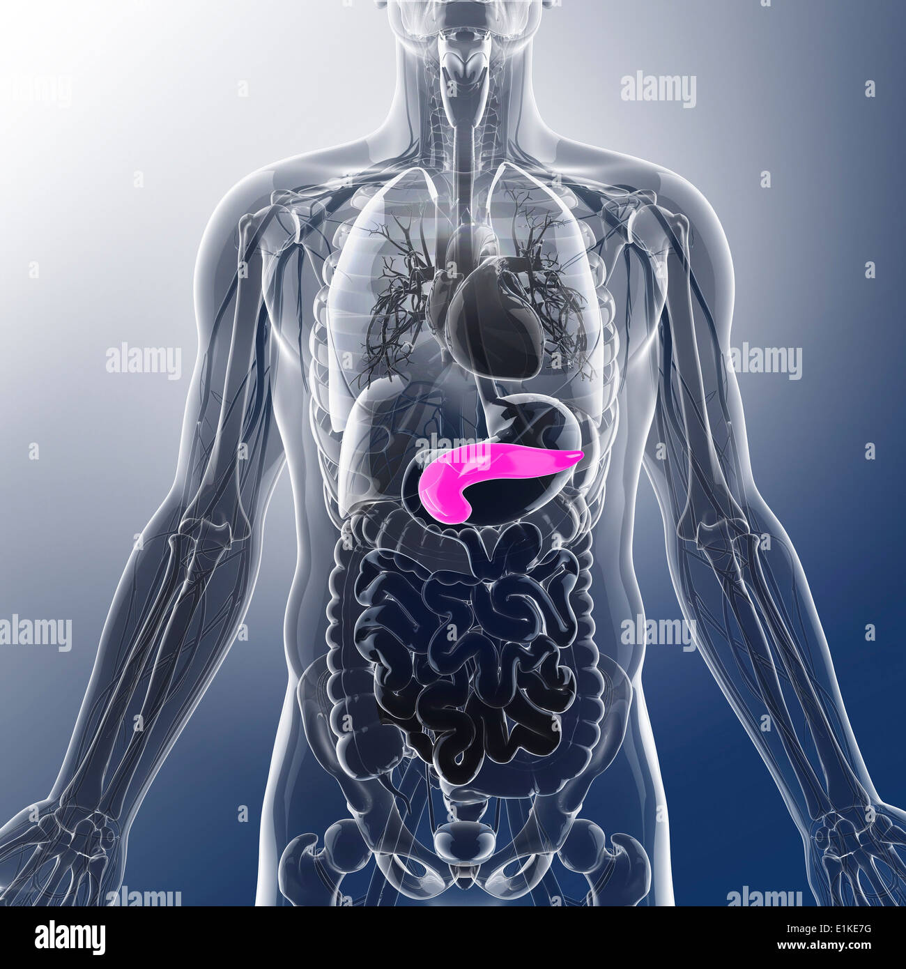 Tail of pancreas hi-res stock photography and images - Alamy