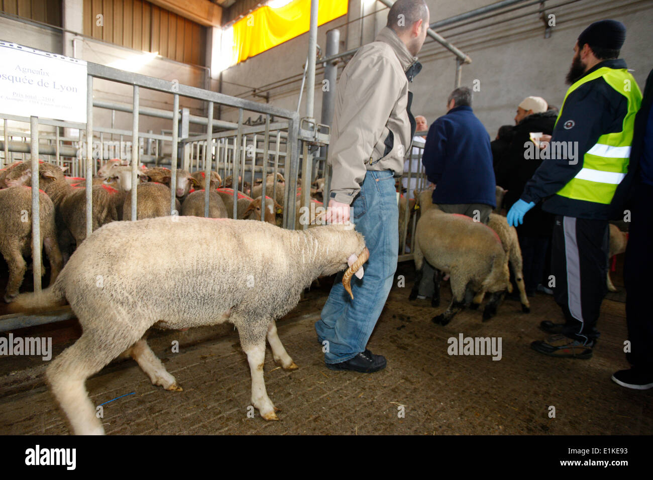 Muslim religious festival sheep hi-res stock photography and images - Alamy
