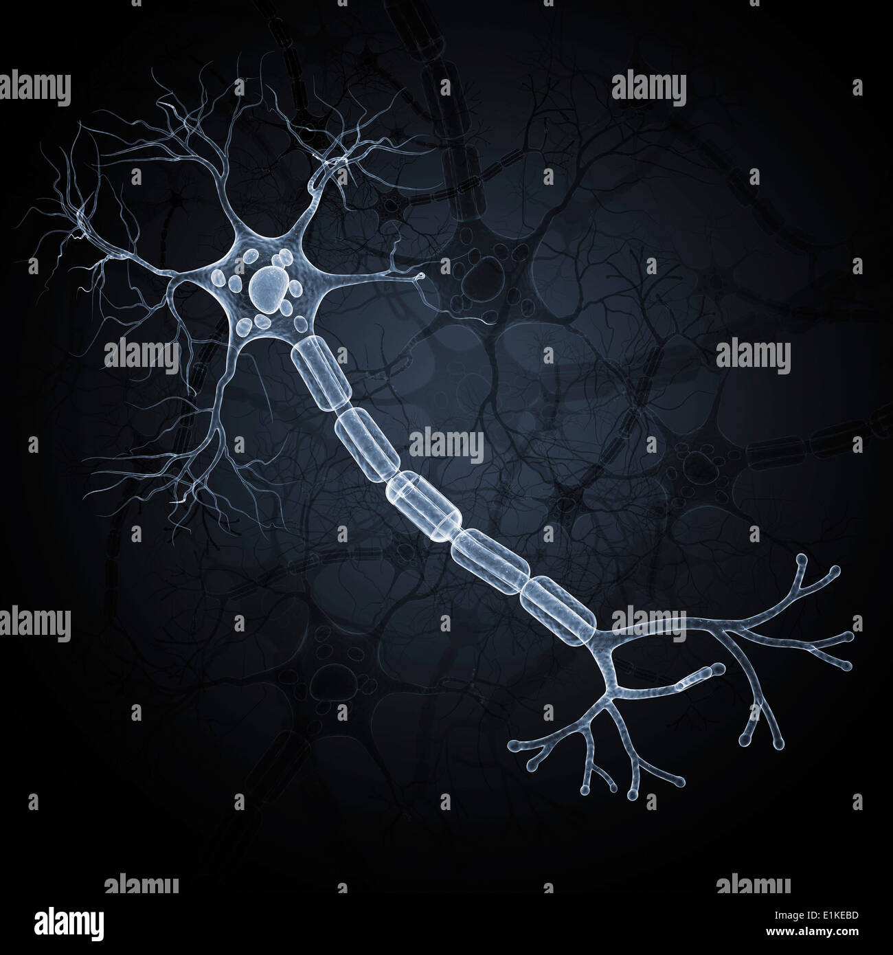 Nerve cell computer artwork Stock Photo - Alamy