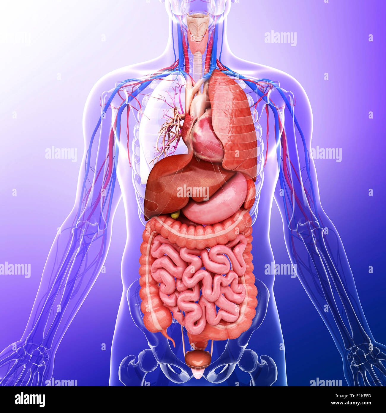 Human internal organs computer artwork Stock Photo - Alamy