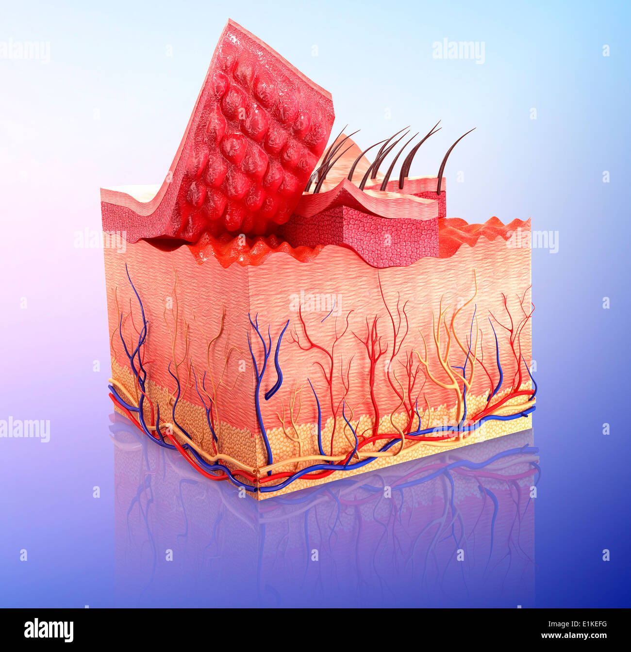 Human skin computer artwork Stock Photo - Alamy
