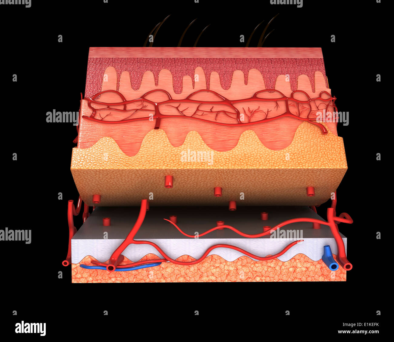 Human skin computer artwork Stock Photo - Alamy