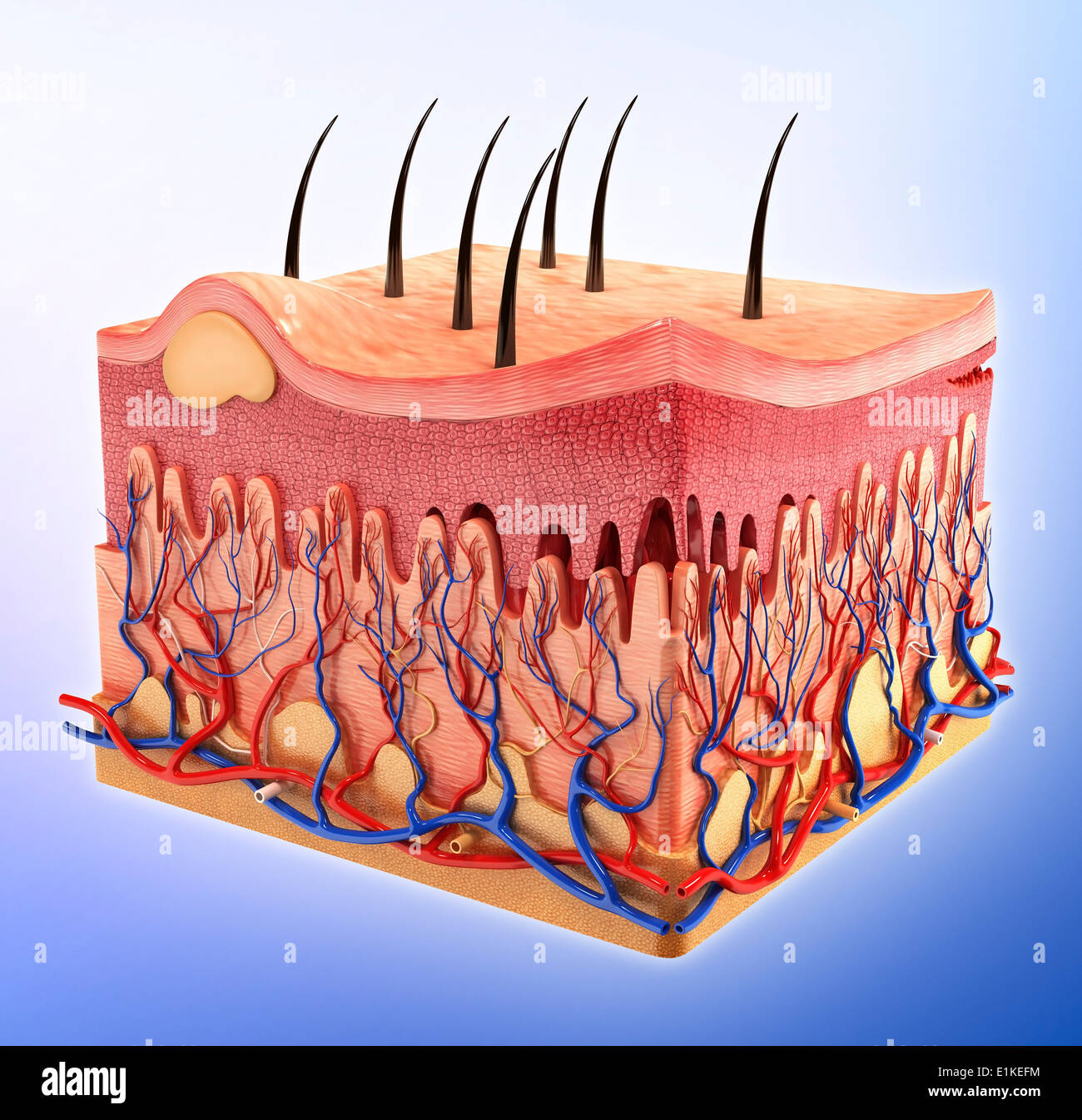 Integumentary System Clay Model