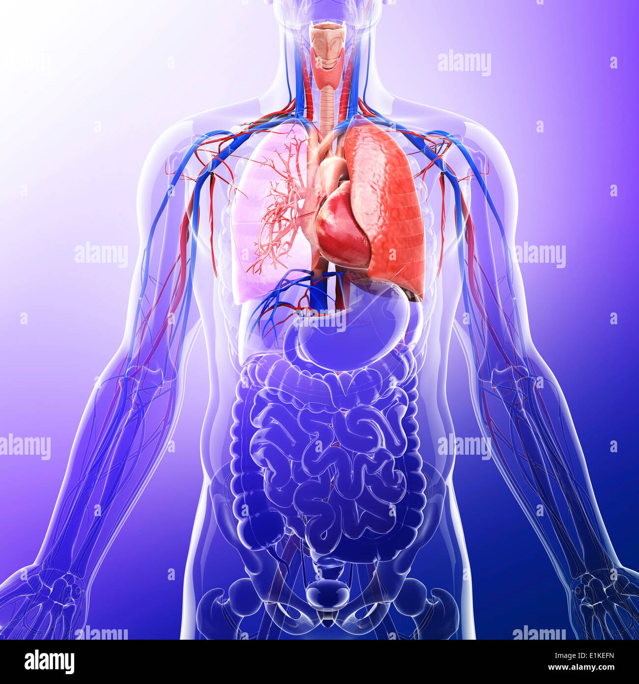 Human cardiovascular system computer artwork Stock Photo - Alamy