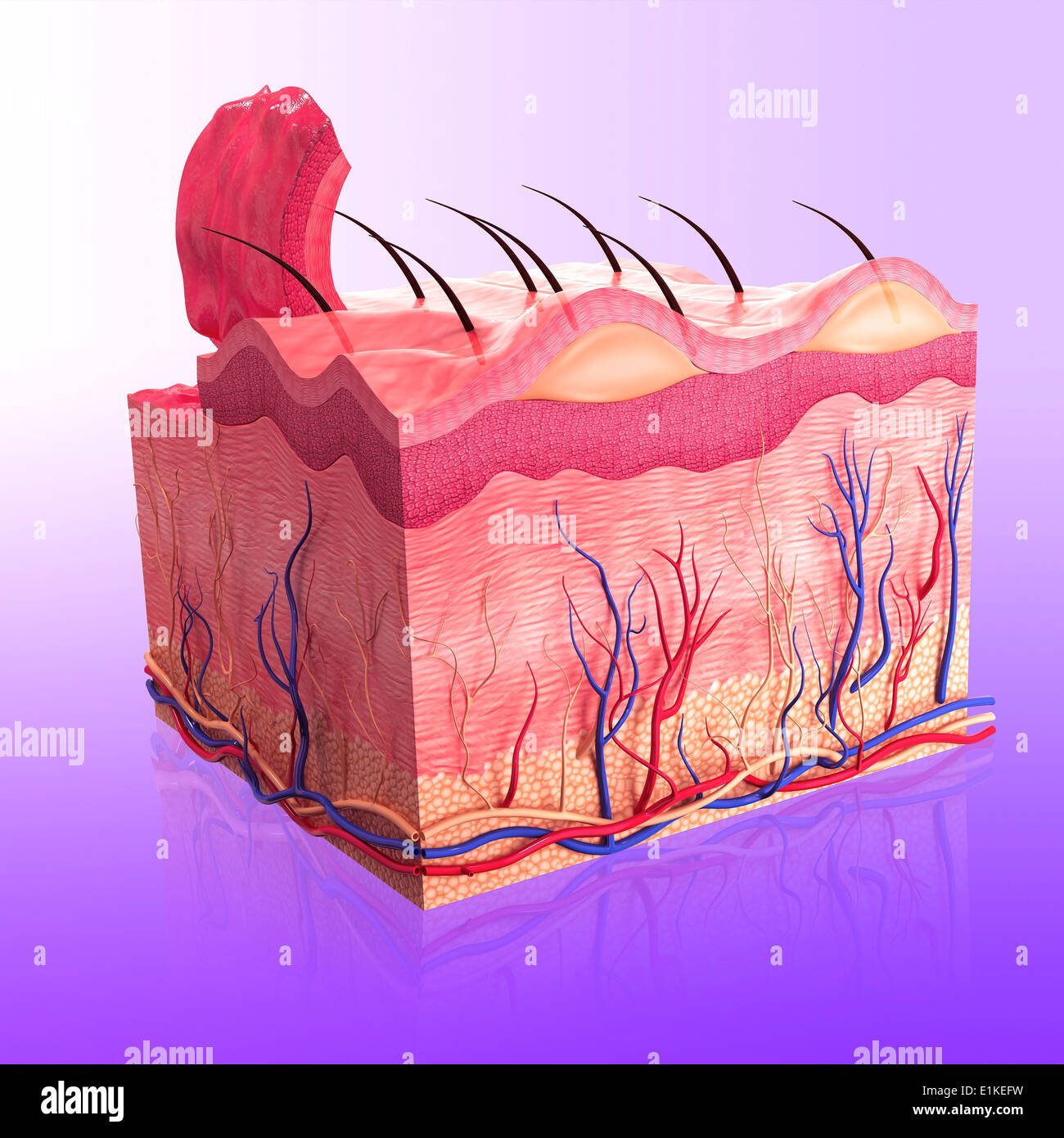 Human skin computer artwork Stock Photo - Alamy