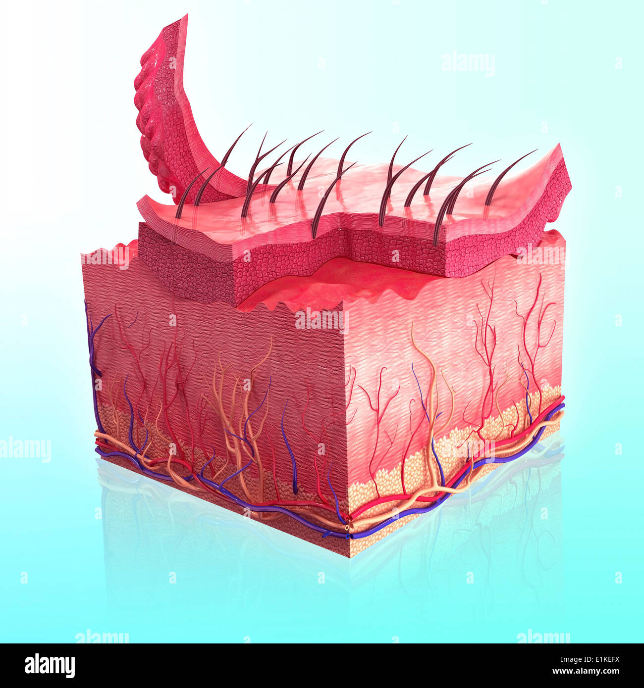 Human skin computer artwork Stock Photo - Alamy