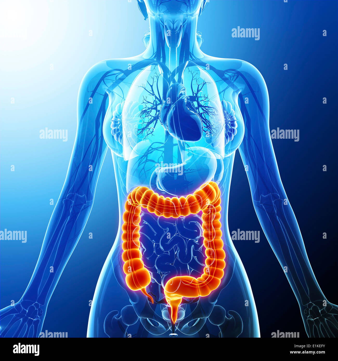 Large intestine computer artwork Stock Photo - Alamy