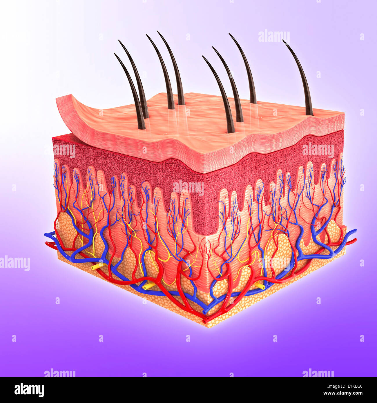 Human skin computer artwork Stock Photo - Alamy