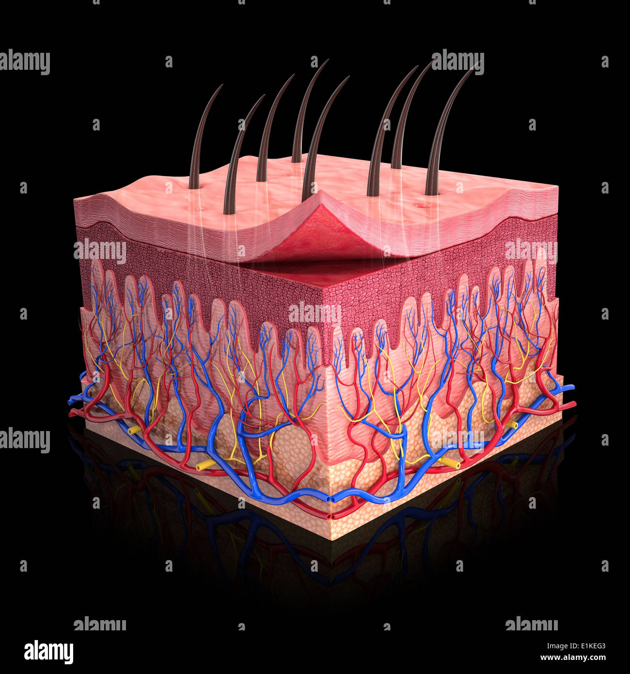 Human skin computer artwork Stock Photo - Alamy