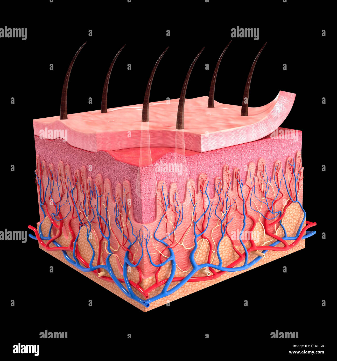 Human skin computer artwork Stock Photo - Alamy