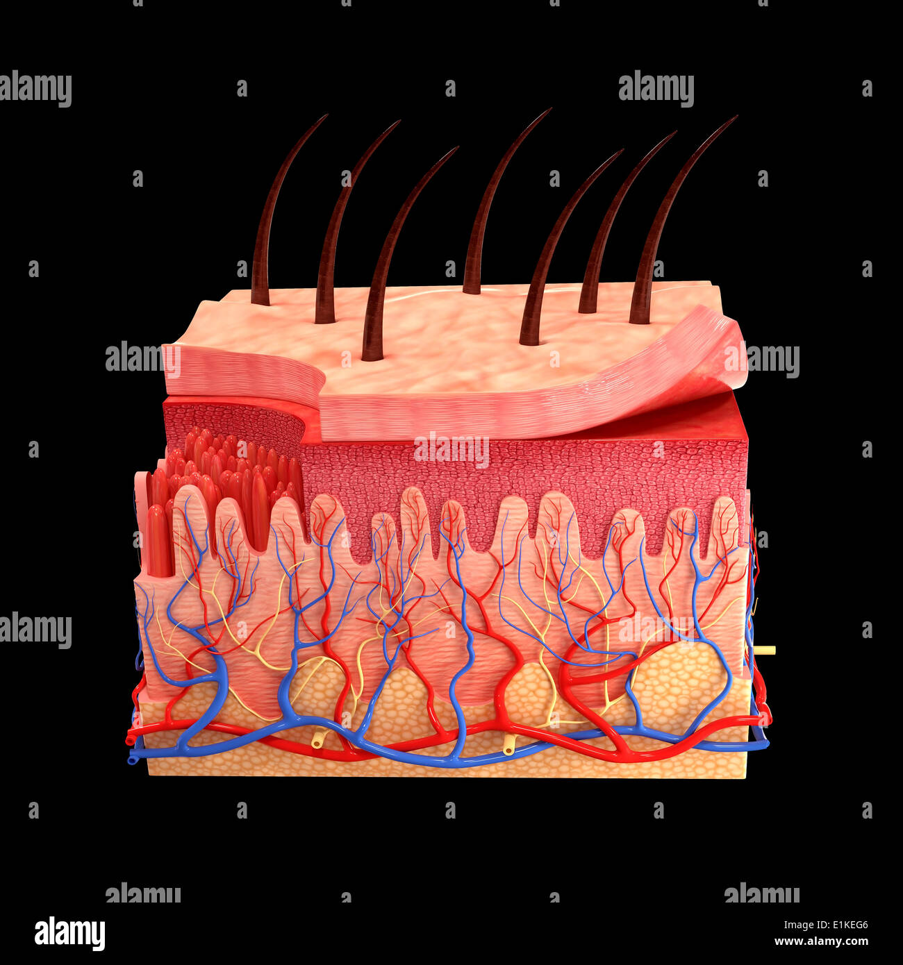 Human skin computer artwork Stock Photo - Alamy