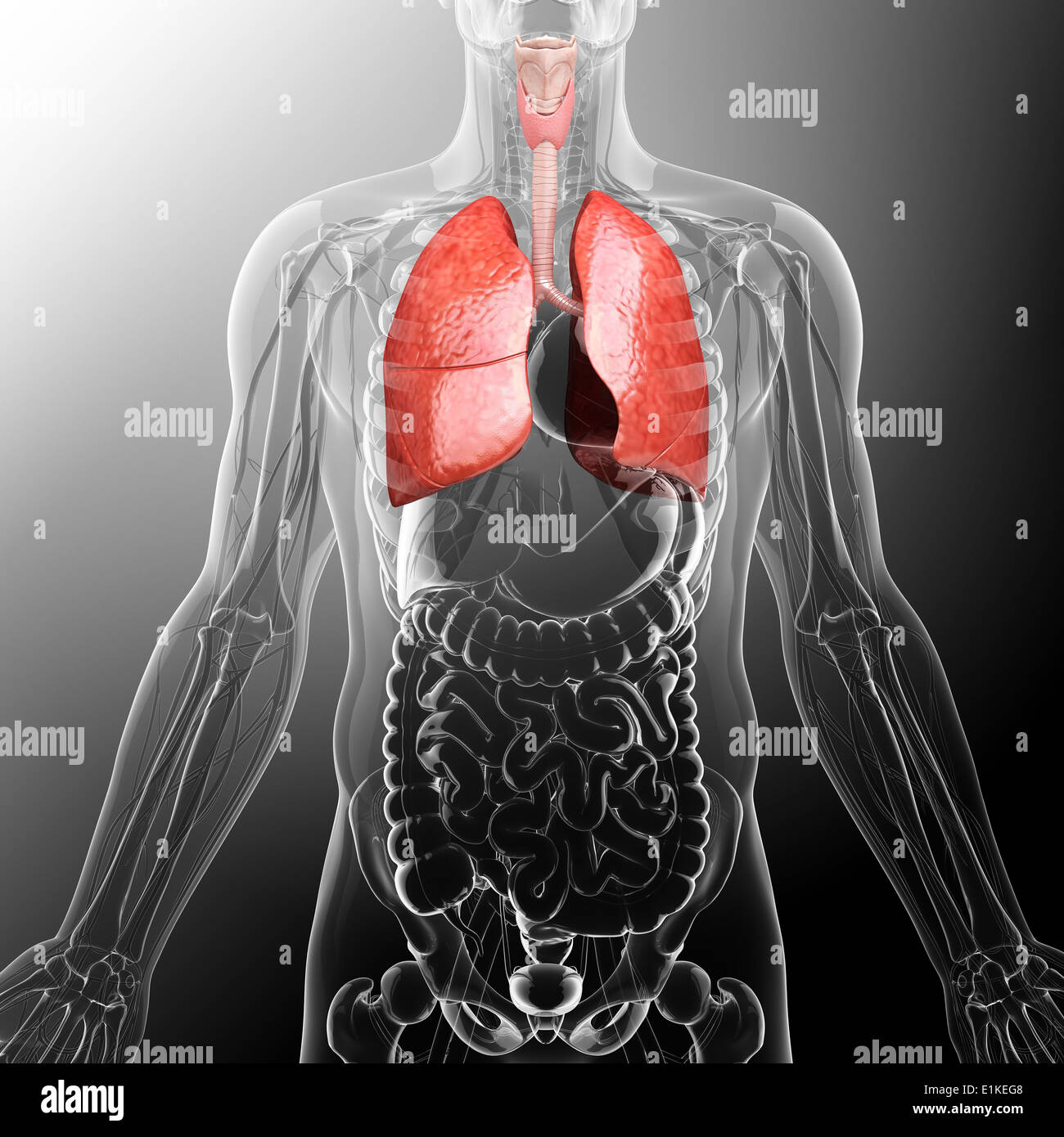 Human lungs computer artwork Stock Photo - Alamy