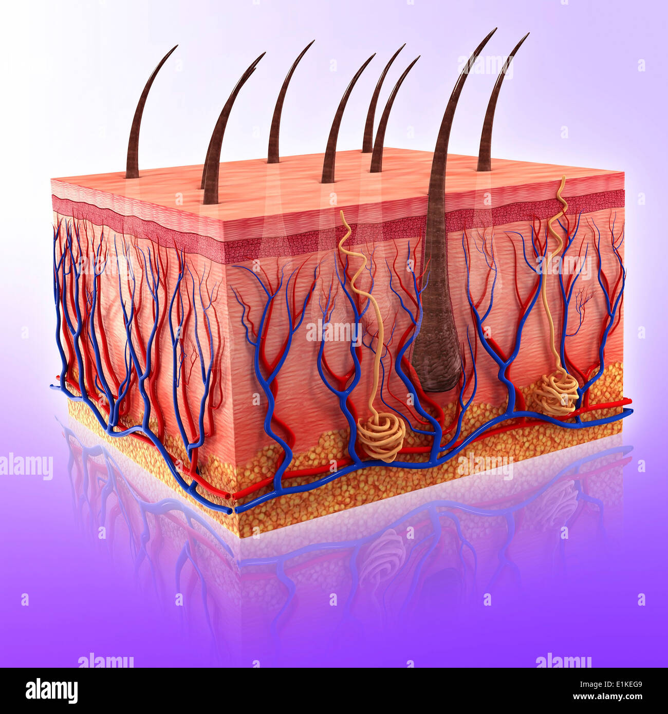 Human skin computer artwork Stock Photo - Alamy