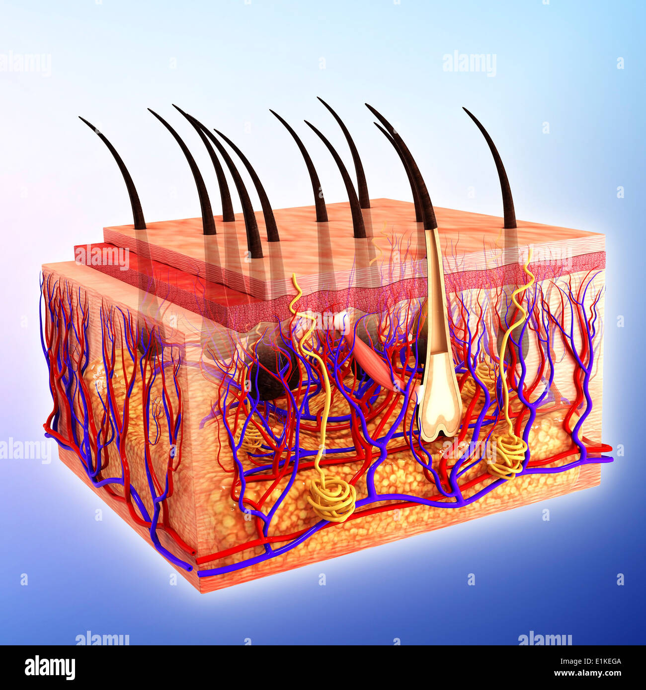 Integumentary System Blue High Resolution Stock Photography and Images ...