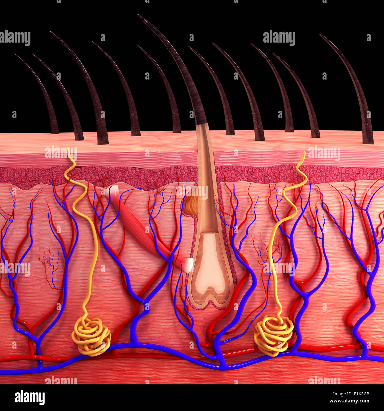 Human skin computer artwork Stock Photo - Alamy
