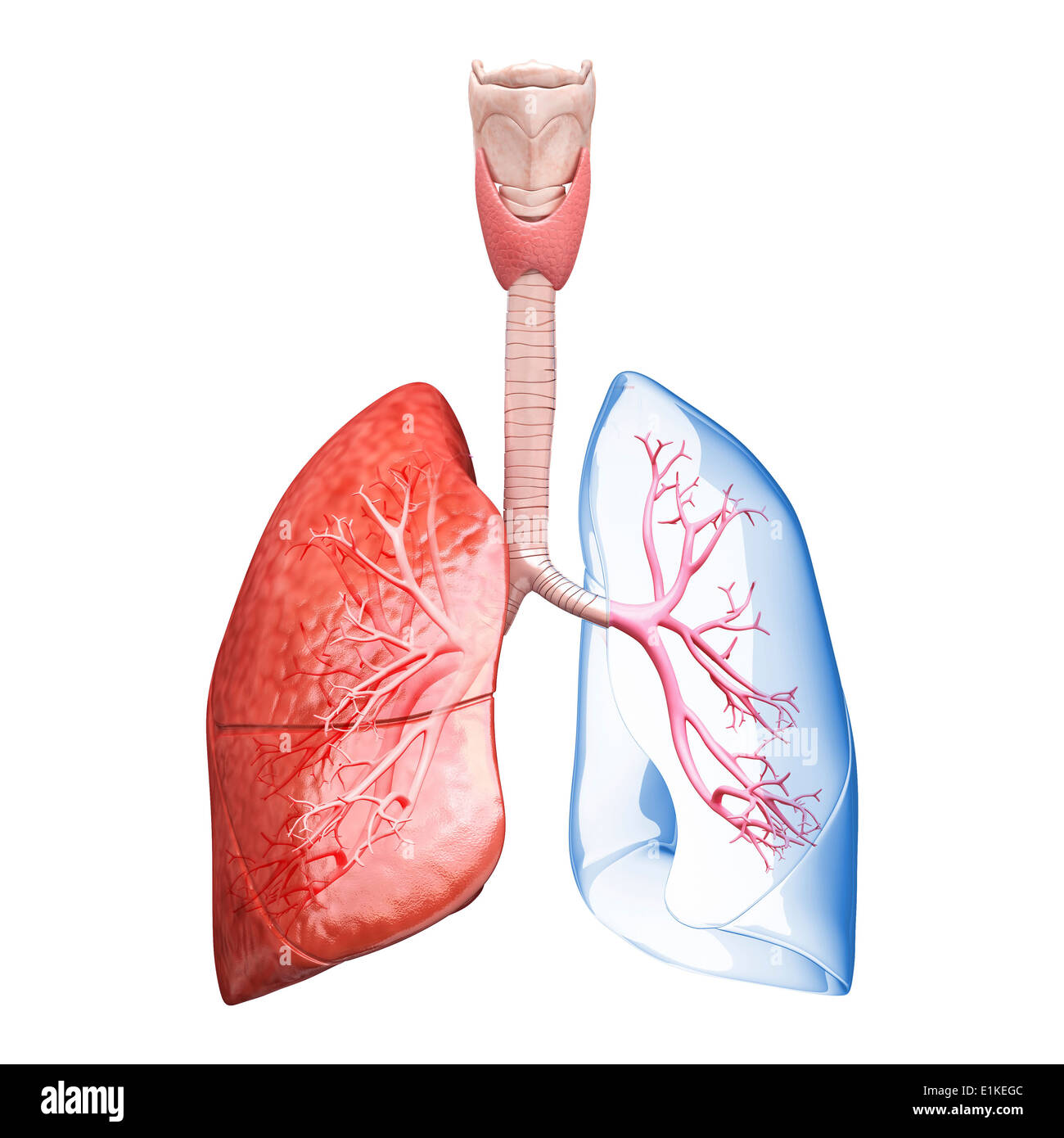 Lung cut out hi-res stock photography and images - Alamy