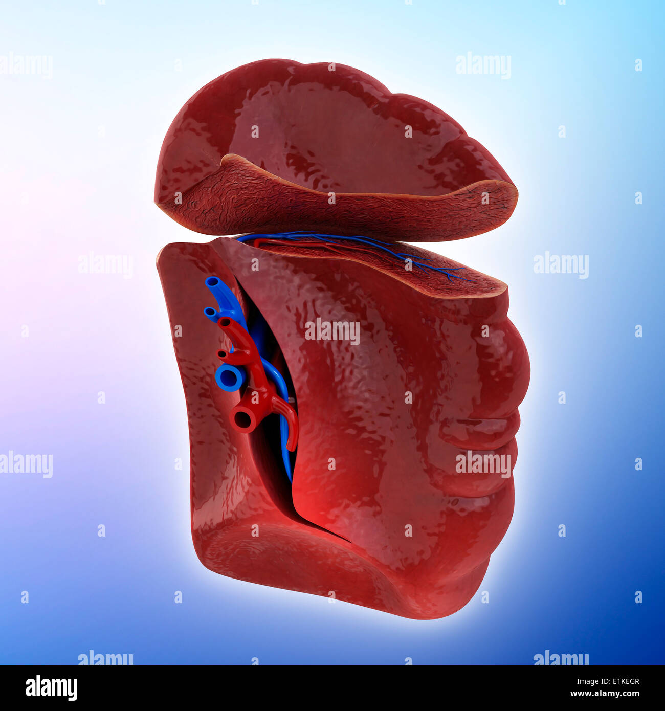 Human spleen cut-away computer artwork Stock Photo - Alamy