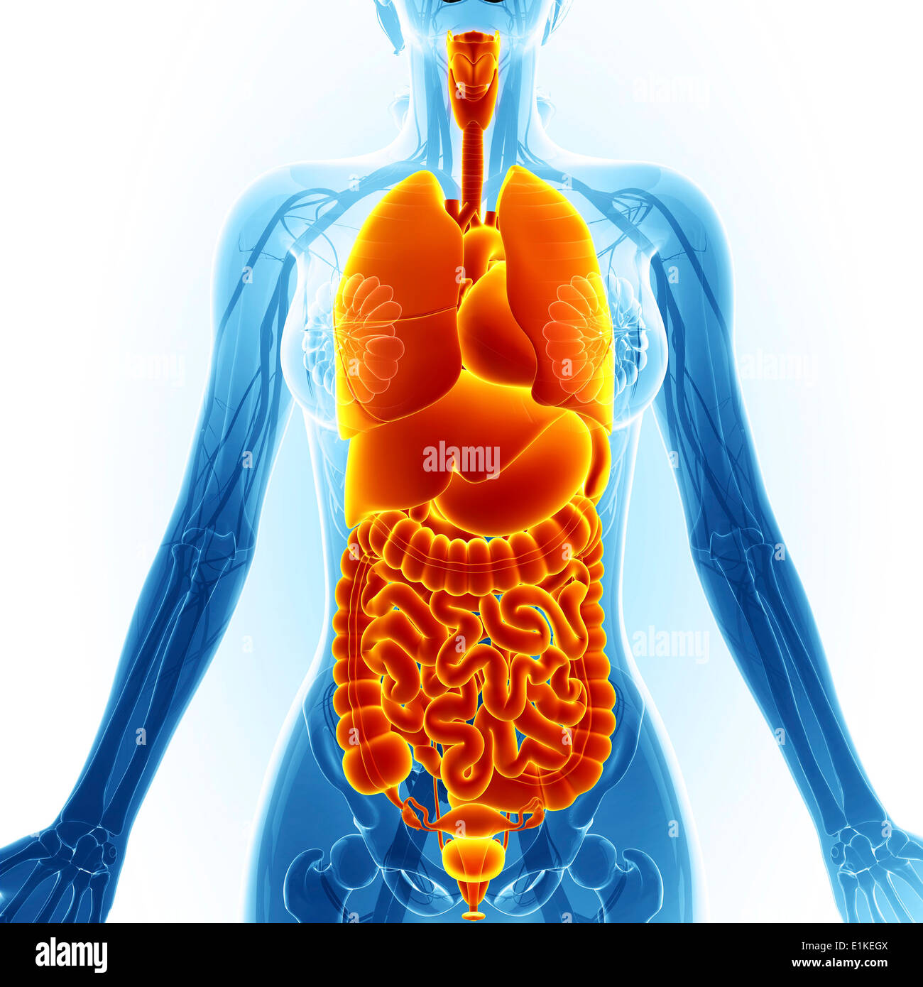 Human digestive system computer artwork Stock Photo - Alamy