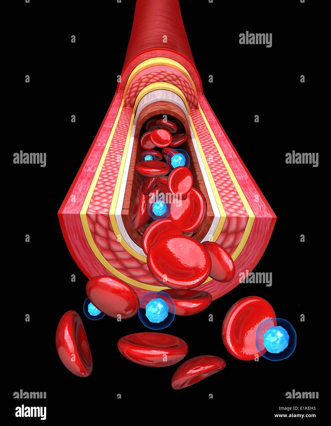 Human artery cut away hi-res stock photography and images - Alamy