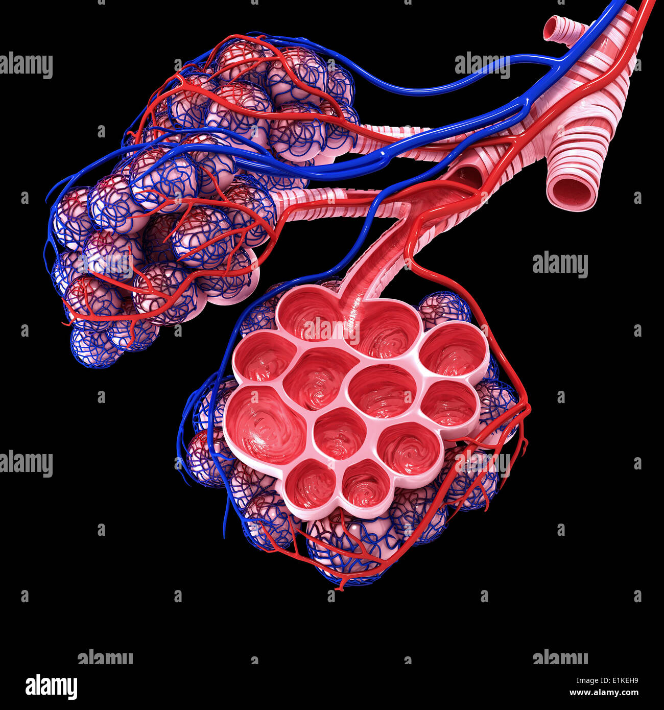 Human alveoli hi-res stock photography and images - Alamy