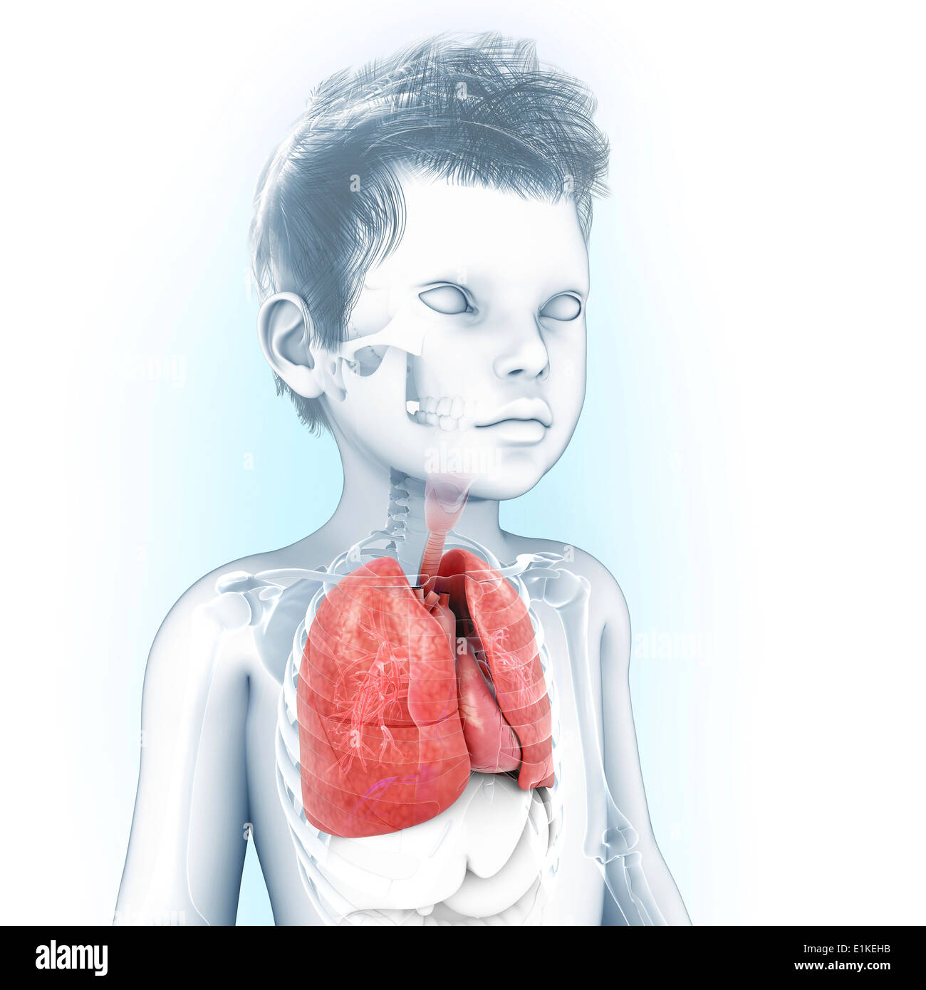 Human respiratory system computer artwork Stock Photo - Alamy